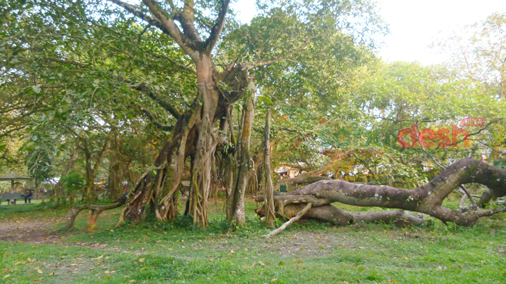 মরে যাচ্ছে এশিয়া মহাদেশের বৃহত্তম ও প্রাচীন বটগাছটি - Sobujdesh News